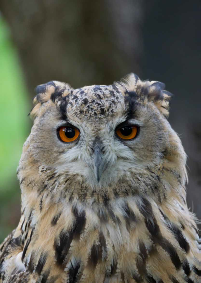 Jäger der Lüfte|Landkreis|Donau-Ries-Aktuell